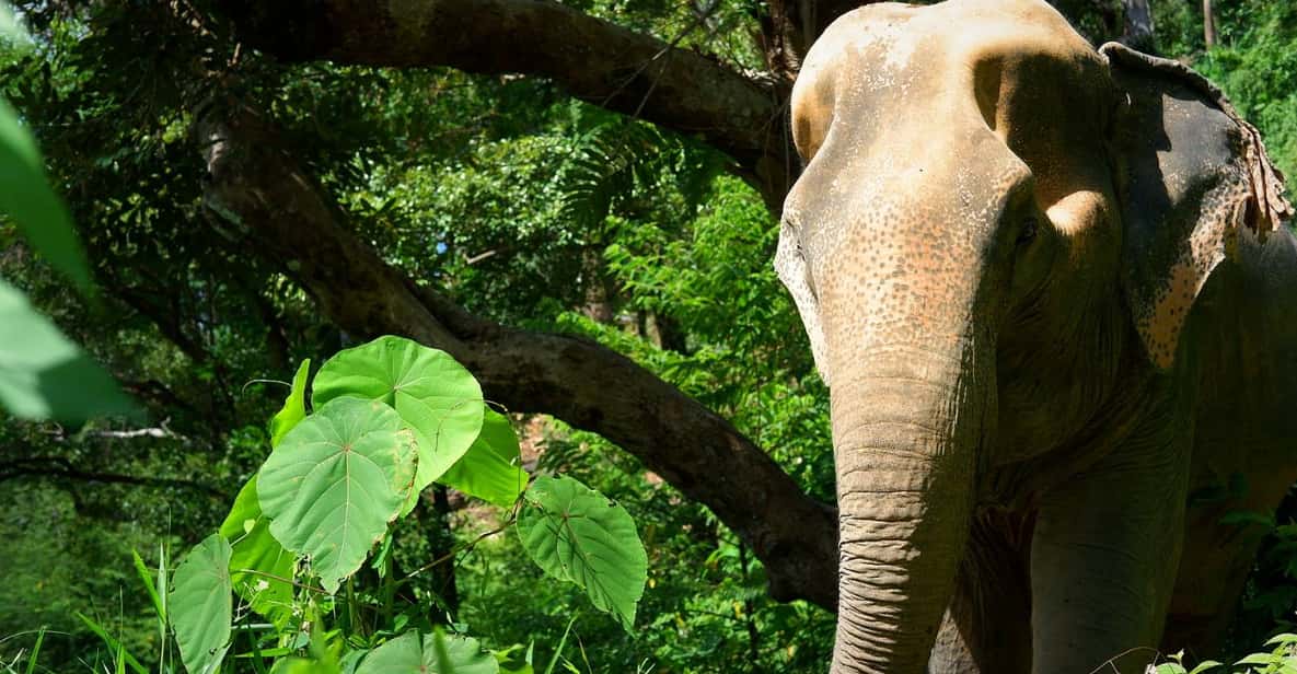 Von Phuket aus: Ethischer Elefanten-Trek und interaktive Tour ...