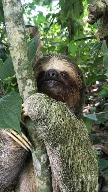 La Fortuna: Sloth Watching Tour with Transfer and Snacks | GetYourGuide