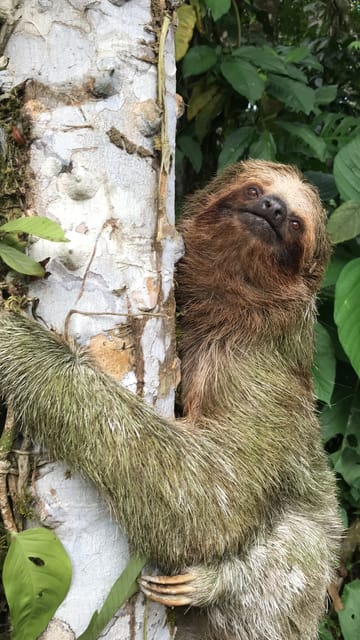 La Fortuna: Sloth Watching Tour with Transfer and Snacks | GetYourGuide