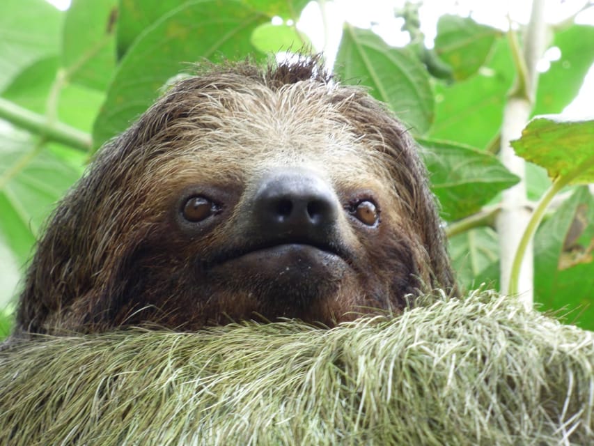 La Fortuna: Sloth Watching Tour with Transfer and Snacks | GetYourGuide