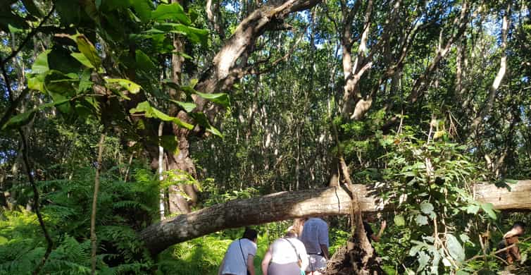 Zanzibar: Jozani Chwaka Bay Park Private Guided Tour | GetYourGuide