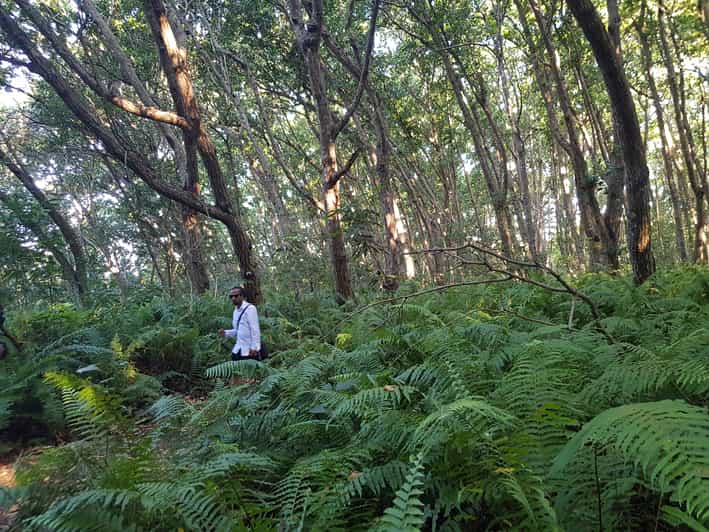 Zanzibar: Jozani Chwaka Bay Park Private Guided Tour | GetYourGuide