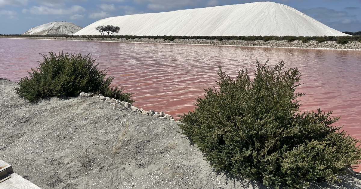 Visit the treasures of the Camargue | GetYourGuide
