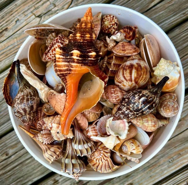 Ten Thousand Islands: 4-Hour Private Shelling Tour | GetYourGuide