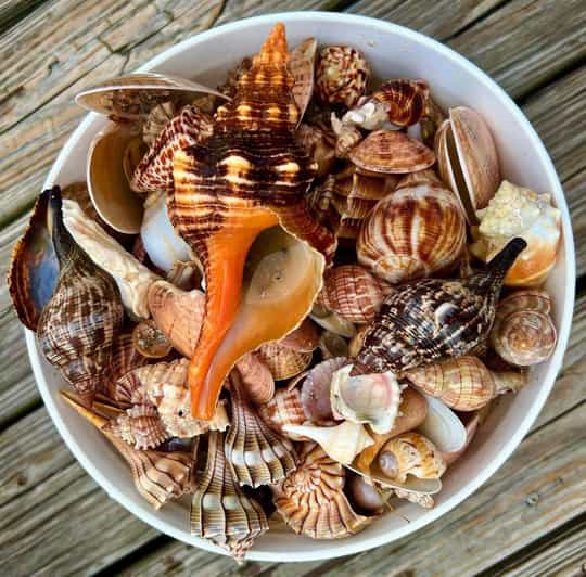 Ten Thousand Islands: 4-Hour Private Shelling Tour | GetYourGuide