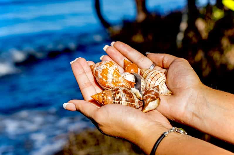 Ten Thousand Islands: 4-Hour Private Shelling Tour | GetYourGuide