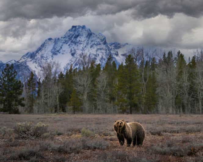 Da Jackson: tour della fauna selvatica e del paesaggio di Grand Teton ...