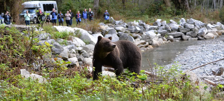 The BEST British Columbia Grizzly bear encounters 2024 - FREE ...