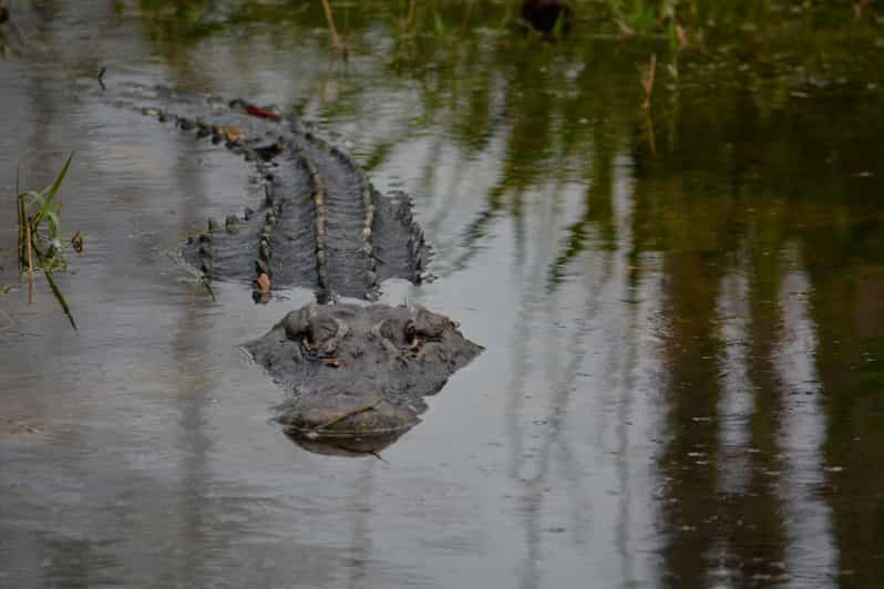Miami: Everglades River of Grass Small Airboat Wildlife Tour | GetYourGuide