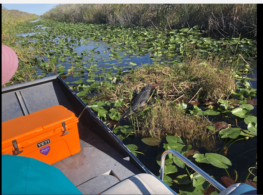 Miami: Everglades River of Grass Small Airboat Wildlife Tour | GetYourGuide