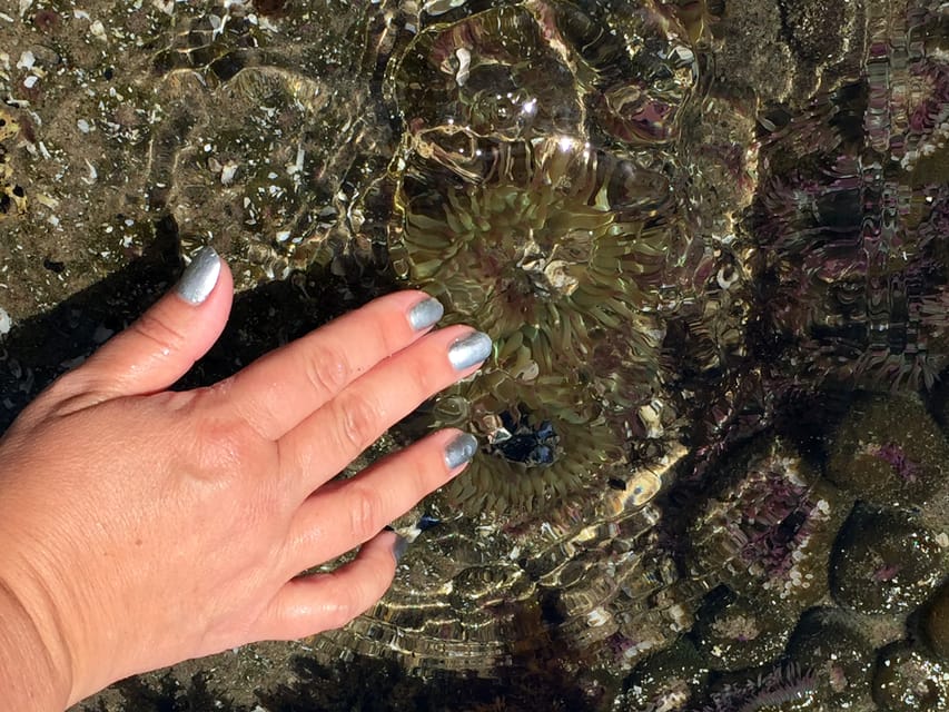 From Portland: Oregon Coast Day Trip to Three Capes Loop | GetYourGuide