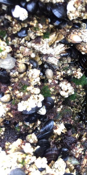 From Portland: Oregon Coast Day Trip to Three Capes Loop | GetYourGuide