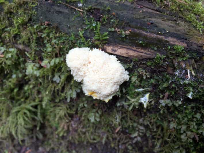 From Portland: Oregon Coast Day Trip to Three Capes Loop | GetYourGuide