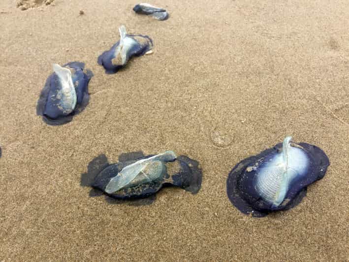 From Portland: Oregon Coast Day Trip to Three Capes Loop | GetYourGuide