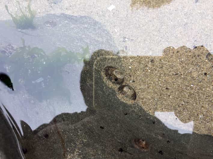 From Portland: Oregon Coast Day Trip to Three Capes Loop | GetYourGuide