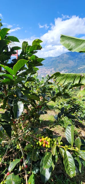 Medellin: Coffee Farm Tour & Spa with Overnight Glamping | GetYourGuide