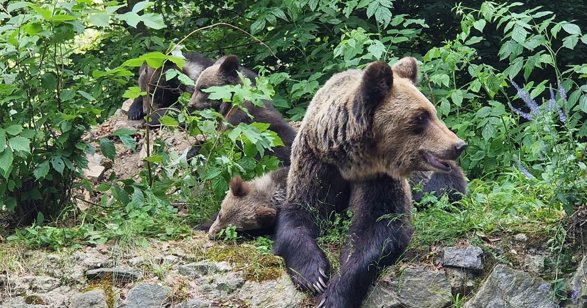Bucharest: Brown Bears Sanctuary and Quad Tour | GetYourGuide