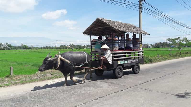 Hoi An: Experience Buffalo Cart and Farming life | GetYourGuide
