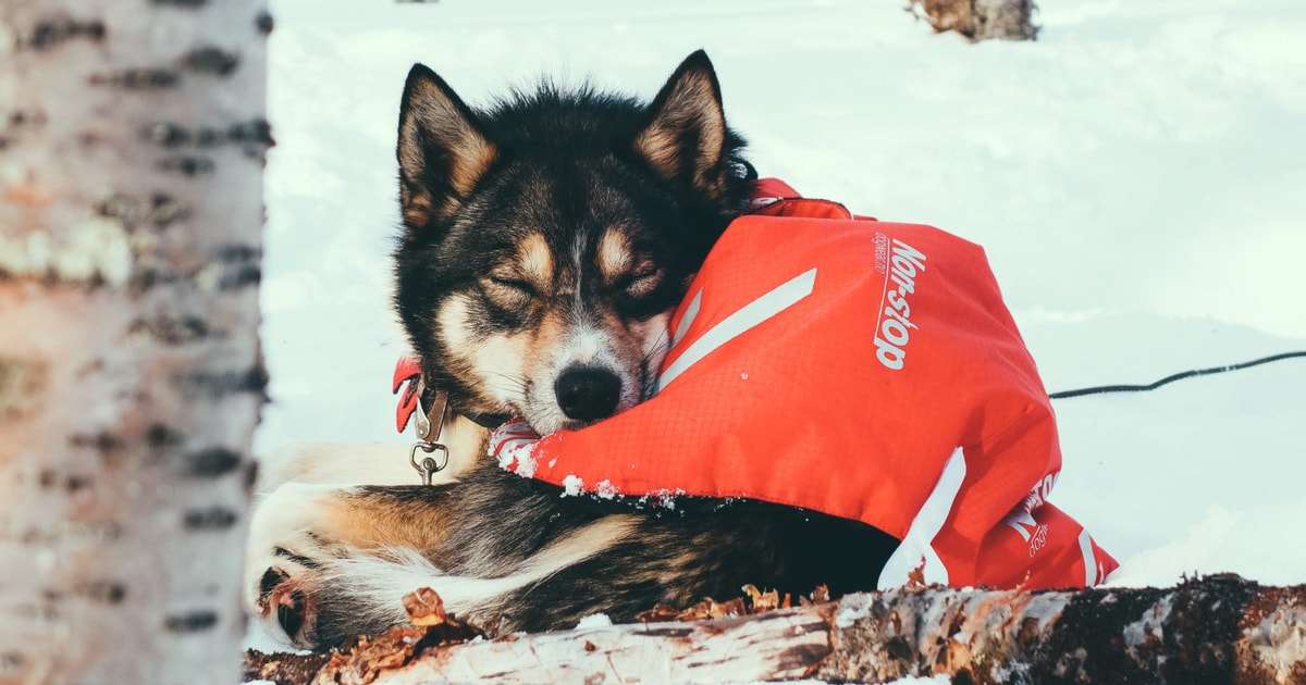 Tromso: 8-Day Dog Sledding Expedition with Alaskan Huskies | GetYourGuide