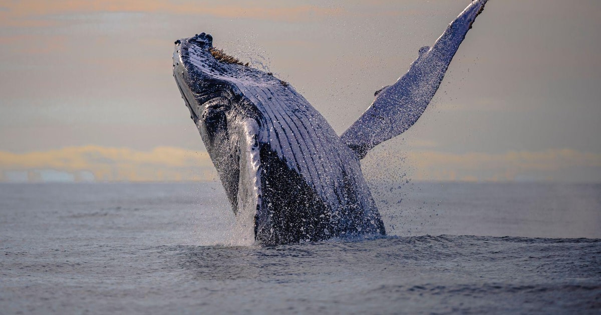 Desde Cali: Excursión de un día para avistar ballenas en Buenaventura ...