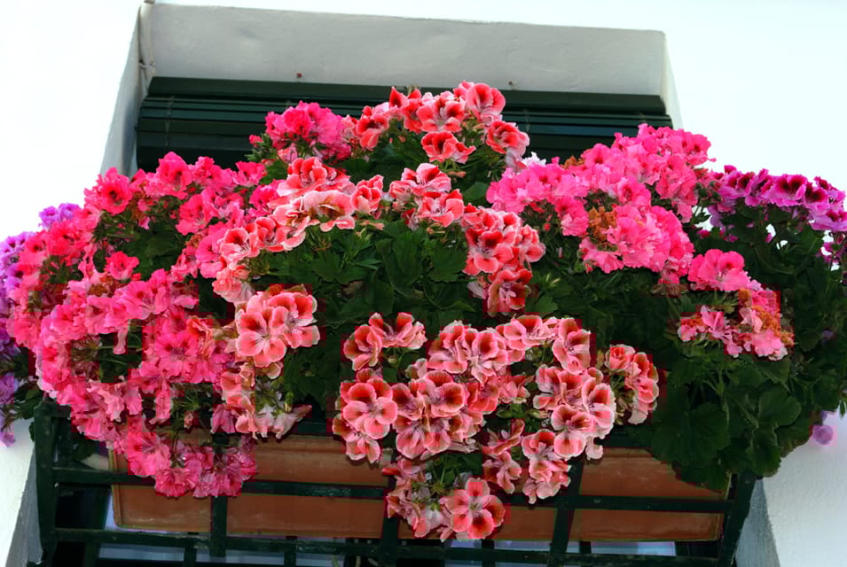 Seville: Barrio de Santa Cruz Small Group Walking Tour | GetYourGuide