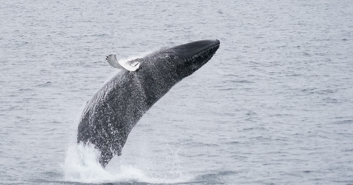 Reykjavik: avontuurlijke walvis- en zeetour | GetYourGuide
