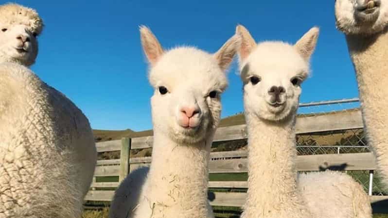 From Baku: Shamakhi City and Alpaca Farm Tour | GetYourGuide
