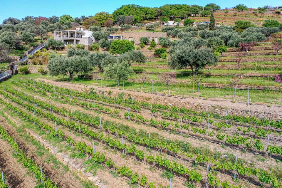 Andros: Andros Full-Day Guided Tour with Wine Tasting | GetYourGuide