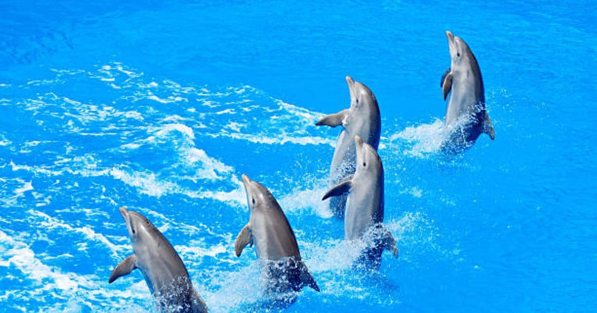 Sharm el-Sheikh: Dolphin Show & Optional Swimming w/Dolphins | GetYourGuide