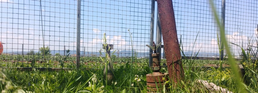 Adis Hamzic Tourist Guide | GetYourGuide-Anbieter