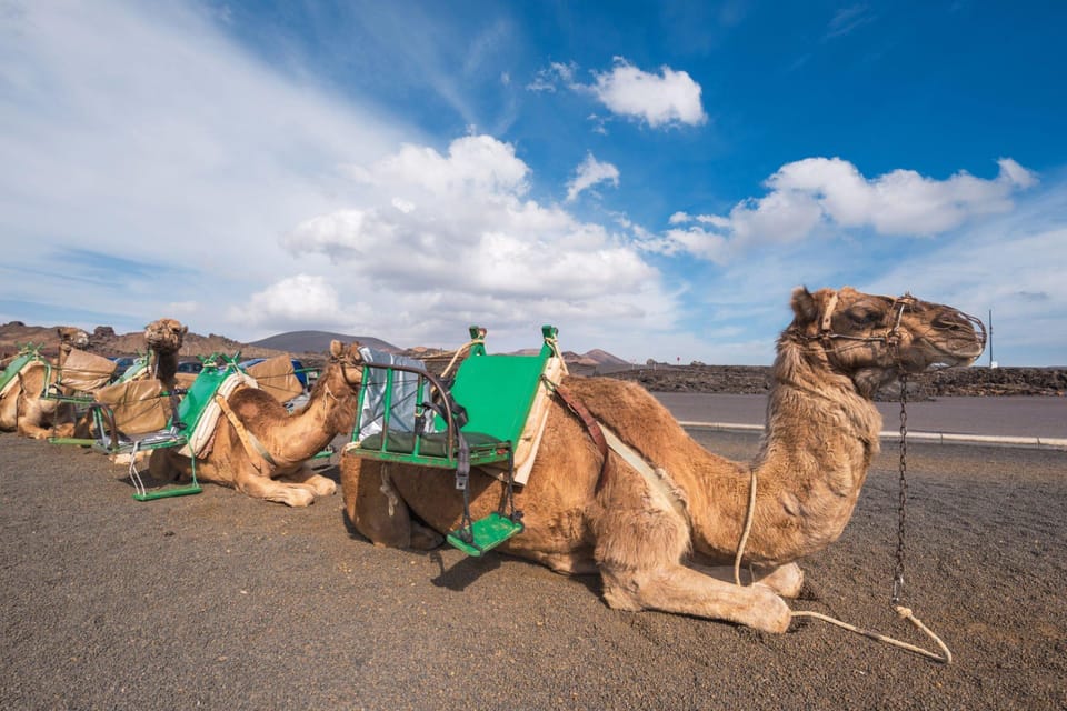 Agadir: Camel Ride Tour with Tea and Dinner Option | GetYourGuide