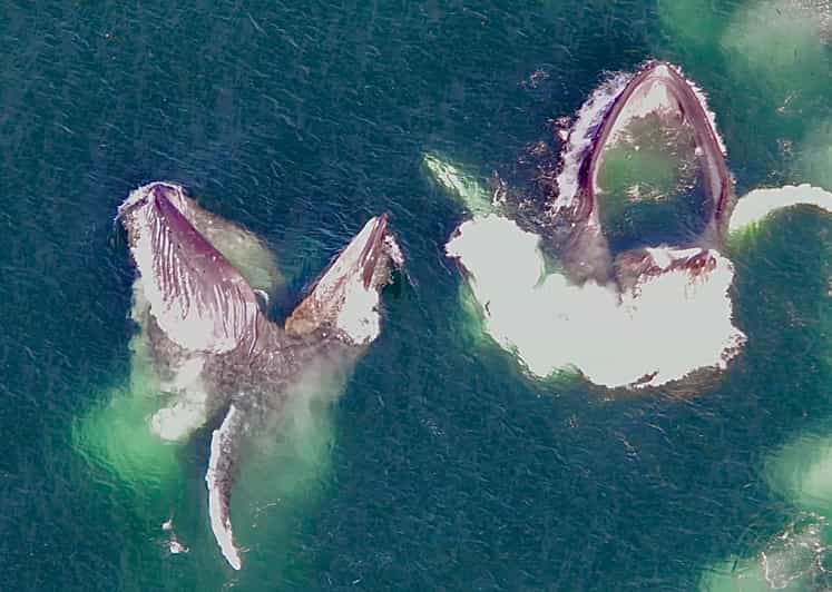 Hoonah: Icy Strait Whale Watch with Drone Filmography | GetYourGuide