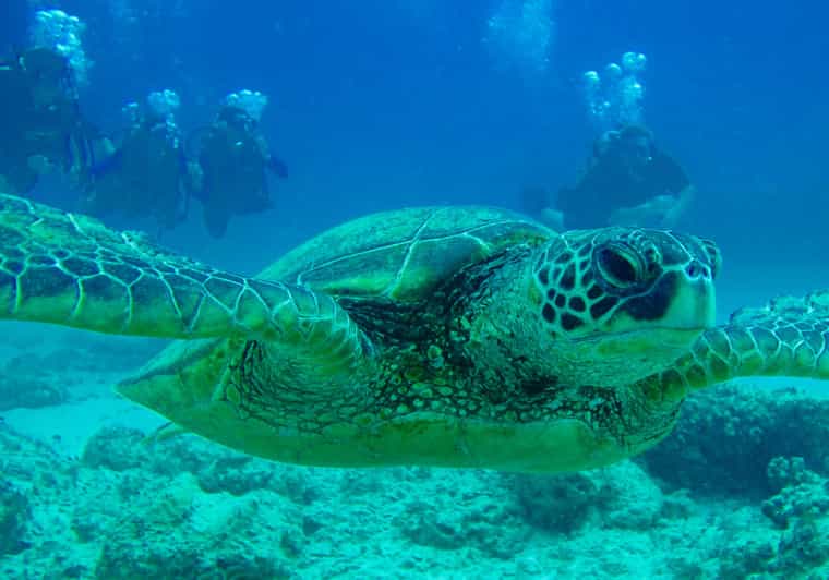 Hilo: 1-Tank Certified Beach Dive at Sea Turtle Cove | GetYourGuide
