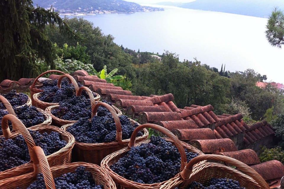 Herceg Novi, Savina Monastery and Wine Tasting Tour | GetYourGuide
