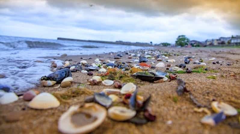 Musselburgh: Self-Guided Discovery Walking Tour | GetYourGuide