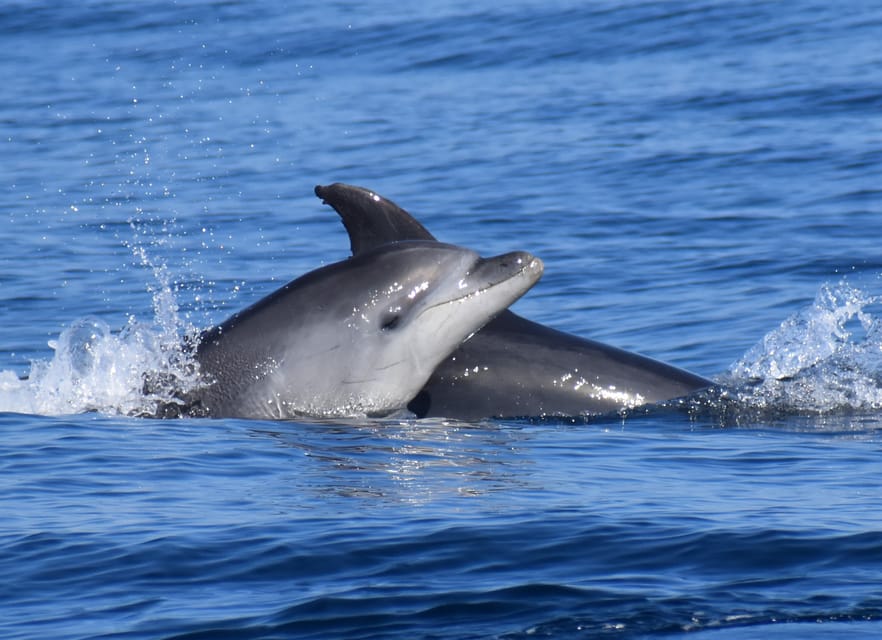 Lagos: Avistamiento de Delfines y Excursión a la Cueva de Benagil con ...