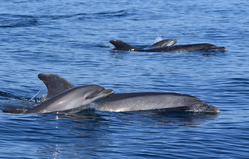 Lagos: Avistamiento de delfines y visita a la cueva de Benagil con guía ...