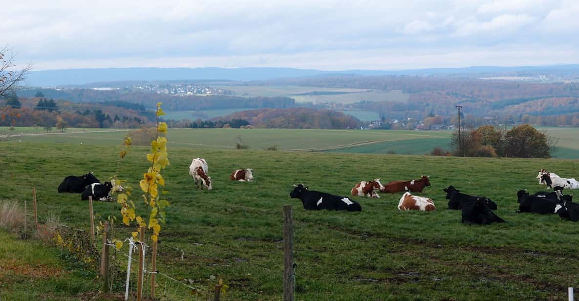 Bad Schwalbach: Kemeler Heide E-bike Nature Tour | GetYourGuide