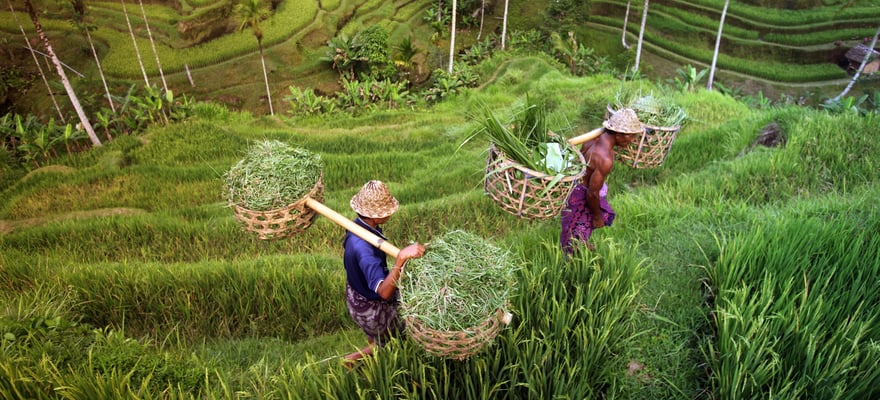 2024年のベスト：Segara Windhu Coffee Plantation 棚田ツアー - 無料キャンセル | GetYourGuide