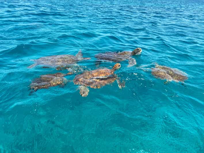 São Vicente: Swimming and Snorkeling Tour with Sea Turtles | GetYourGuide