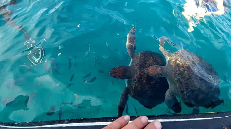 São Vicente: Swimming and Snorkeling Tour with Sea Turtles | GetYourGuide