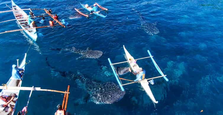 Cebu Whale Shark Swimming & Kawasan Canyoneering Joiner Tour | GetYourGuide
