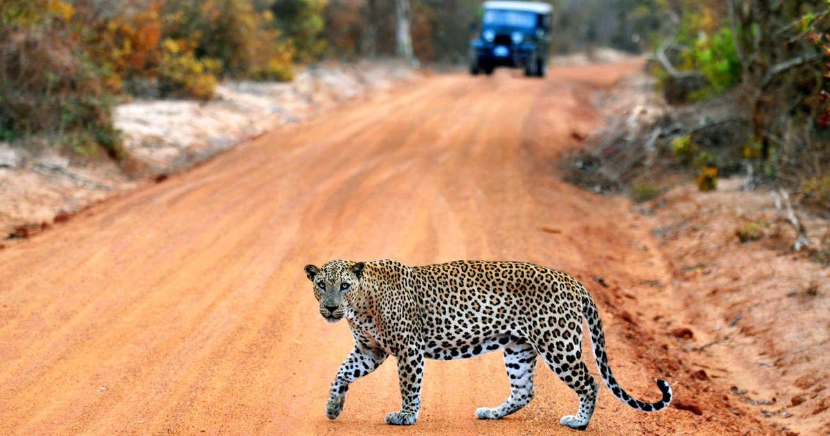Yala National Park: Private Safari Day Trip with Lunch | GetYourGuide