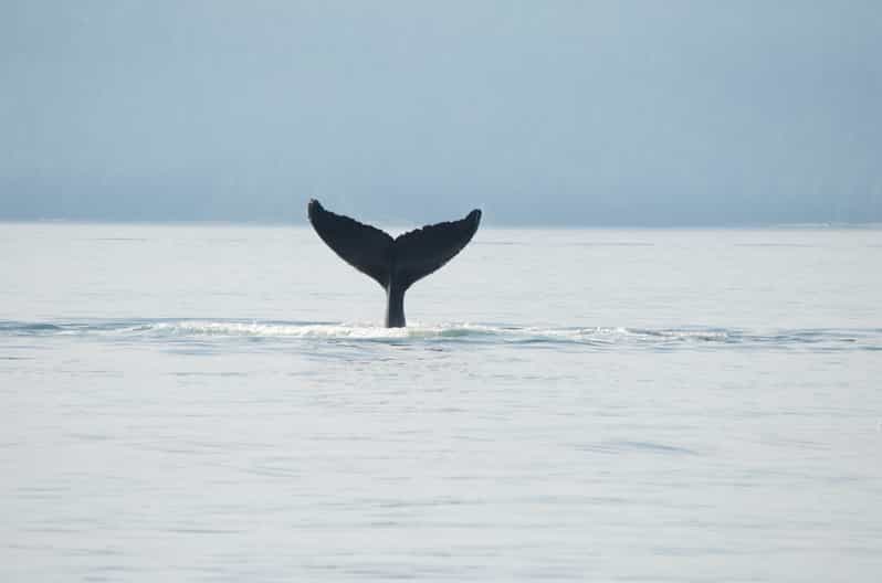 Campbell River: Whale Watching and Wildlife Viewing Day Tour | GetYourGuide