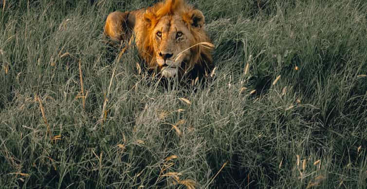 Cheetah Adventure Safari in Tanzania | GetYourGuide