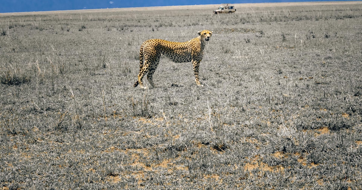 Cheetah Adventure Safari in Tanzania | GetYourGuide