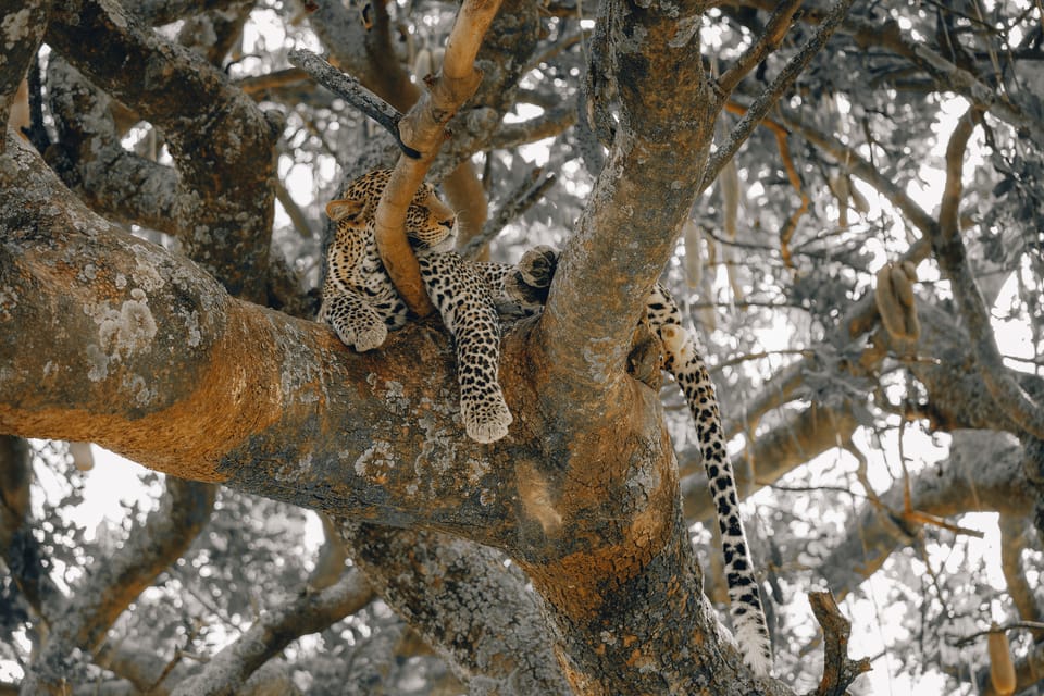 Cheetah Adventure Safari in Tanzania | GetYourGuide