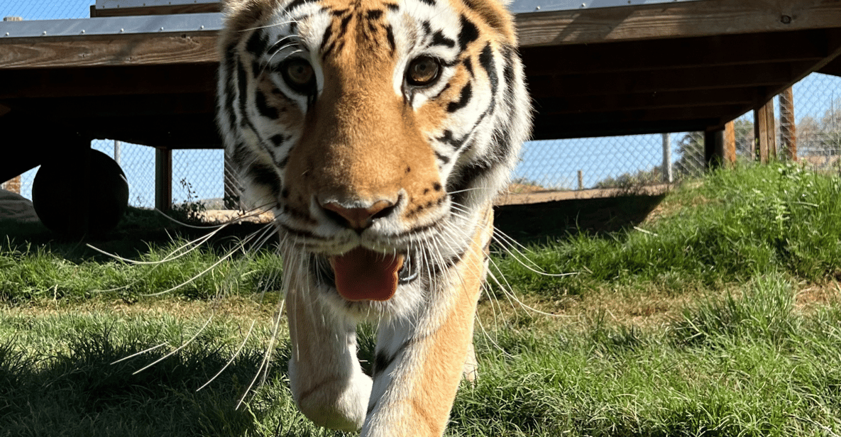 Alpine: Lions Tigers & Bears - Behind the Scenes Visit | GetYourGuide