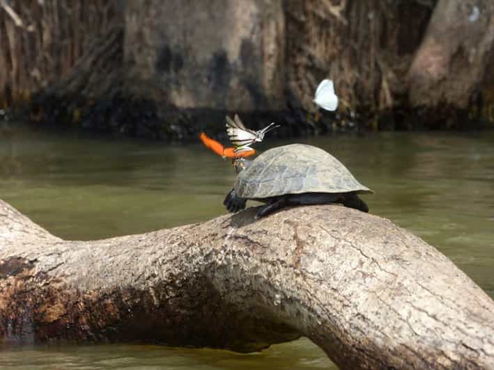 Tambopata: Multi-Day Amazon Rainforest Tour with Local Guide | GetYourGuide