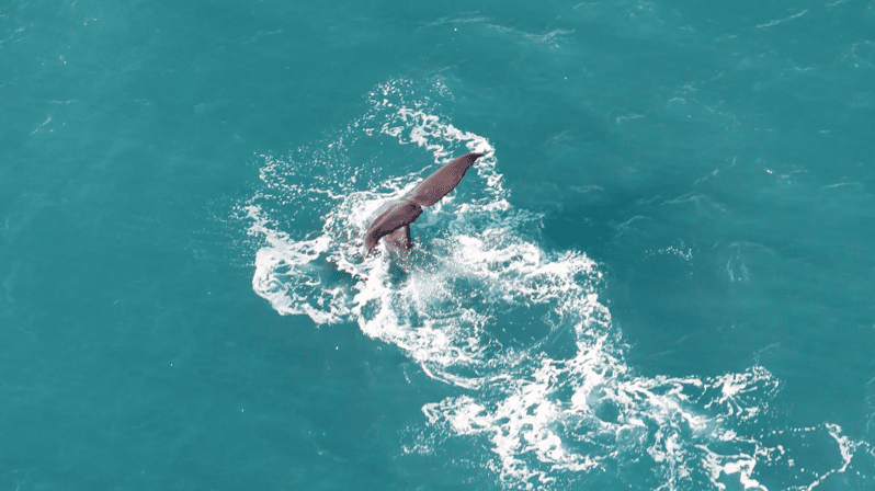 Kaikoura: Extended Flight Whale Watching & Mountain tour | GetYourGuide